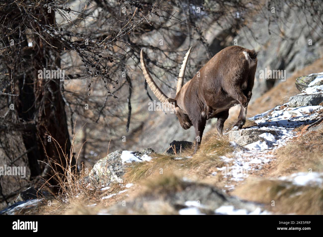 Steinbock im Hochgebirge Stock Photo - Alamy