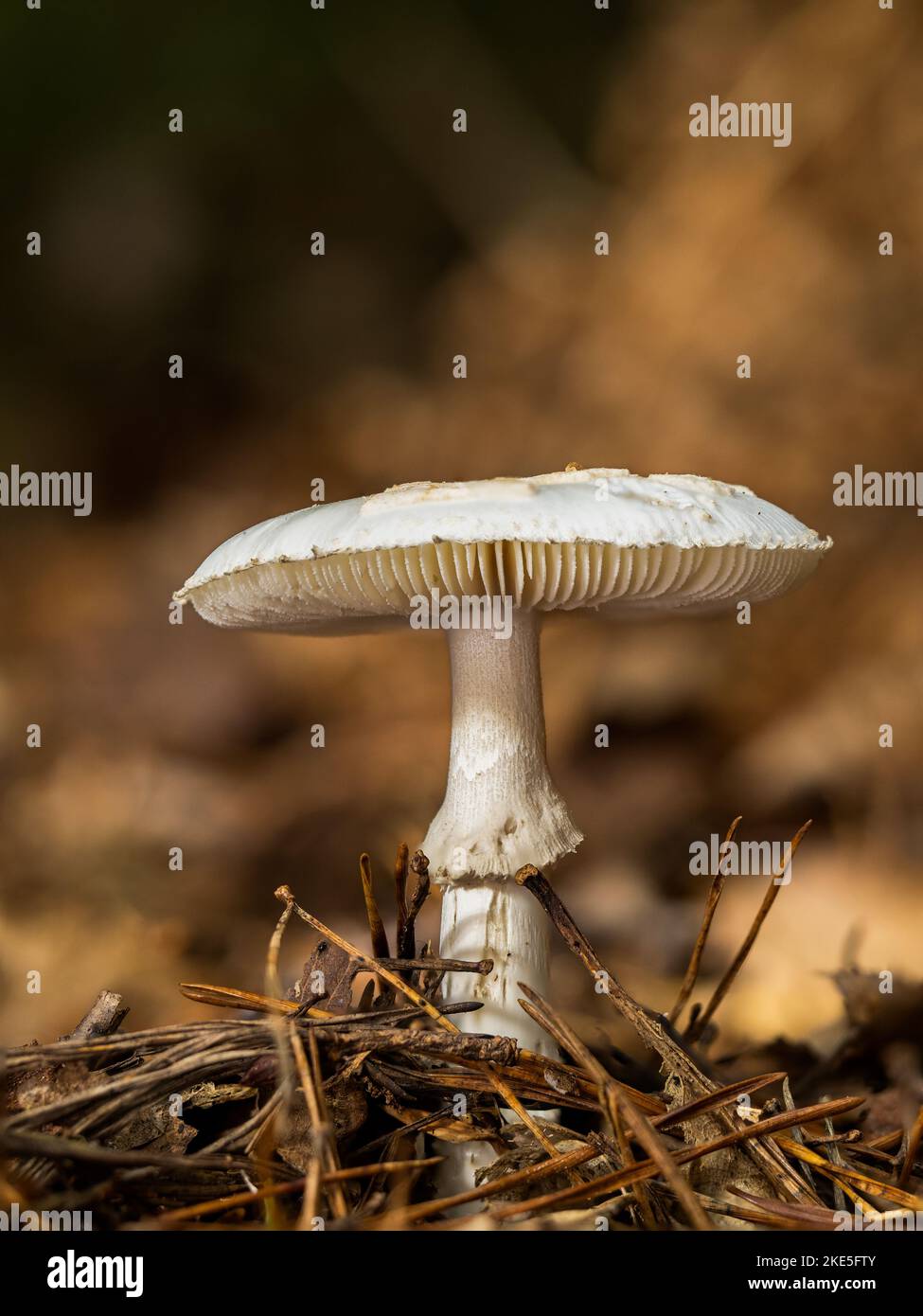Death cap uk hi-res stock photography and images - Alamy