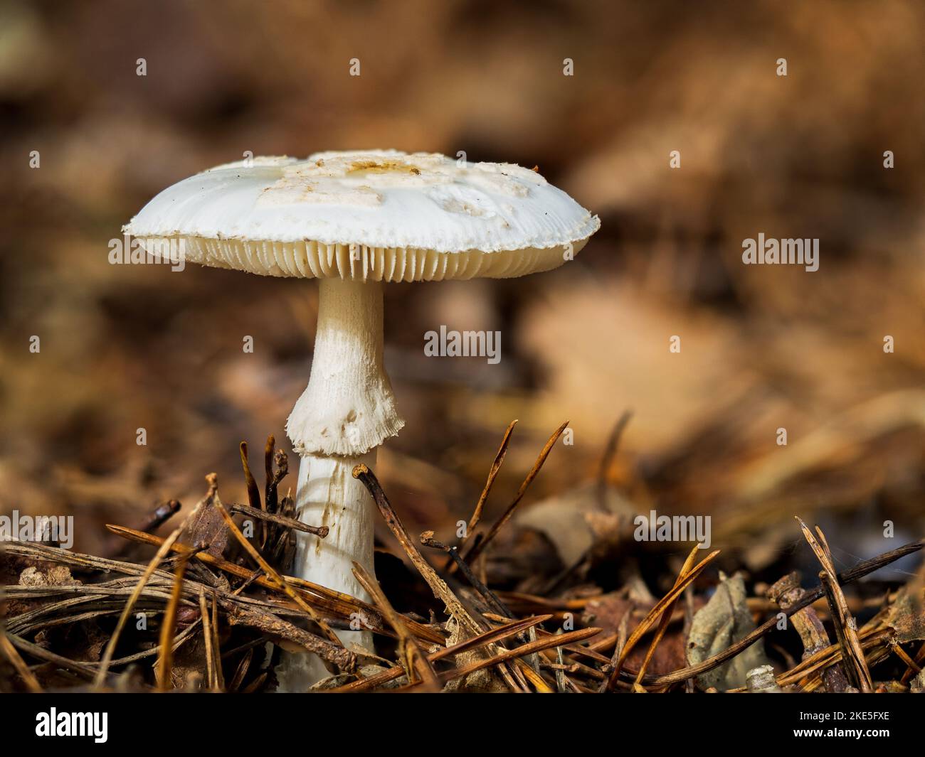 White false death cap hi-res stock photography and images - Alamy