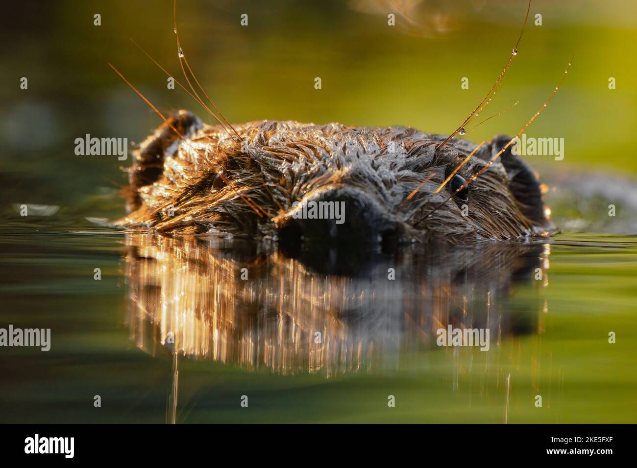 A closeup shot of a cute wet otter face peeking out from a lake surface ...