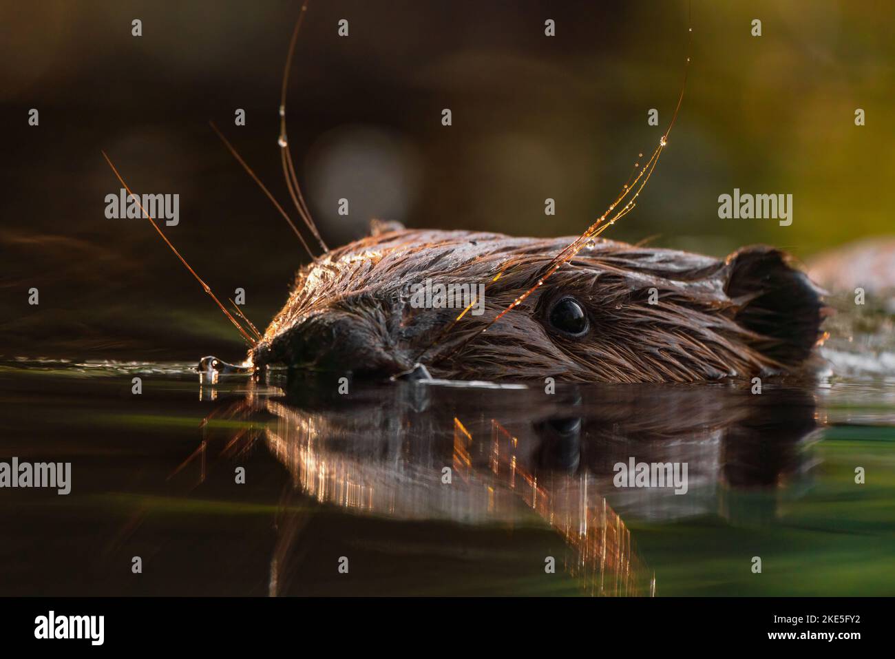 A closeup shot of a cute wet otter face peeking out from a lake surface ...