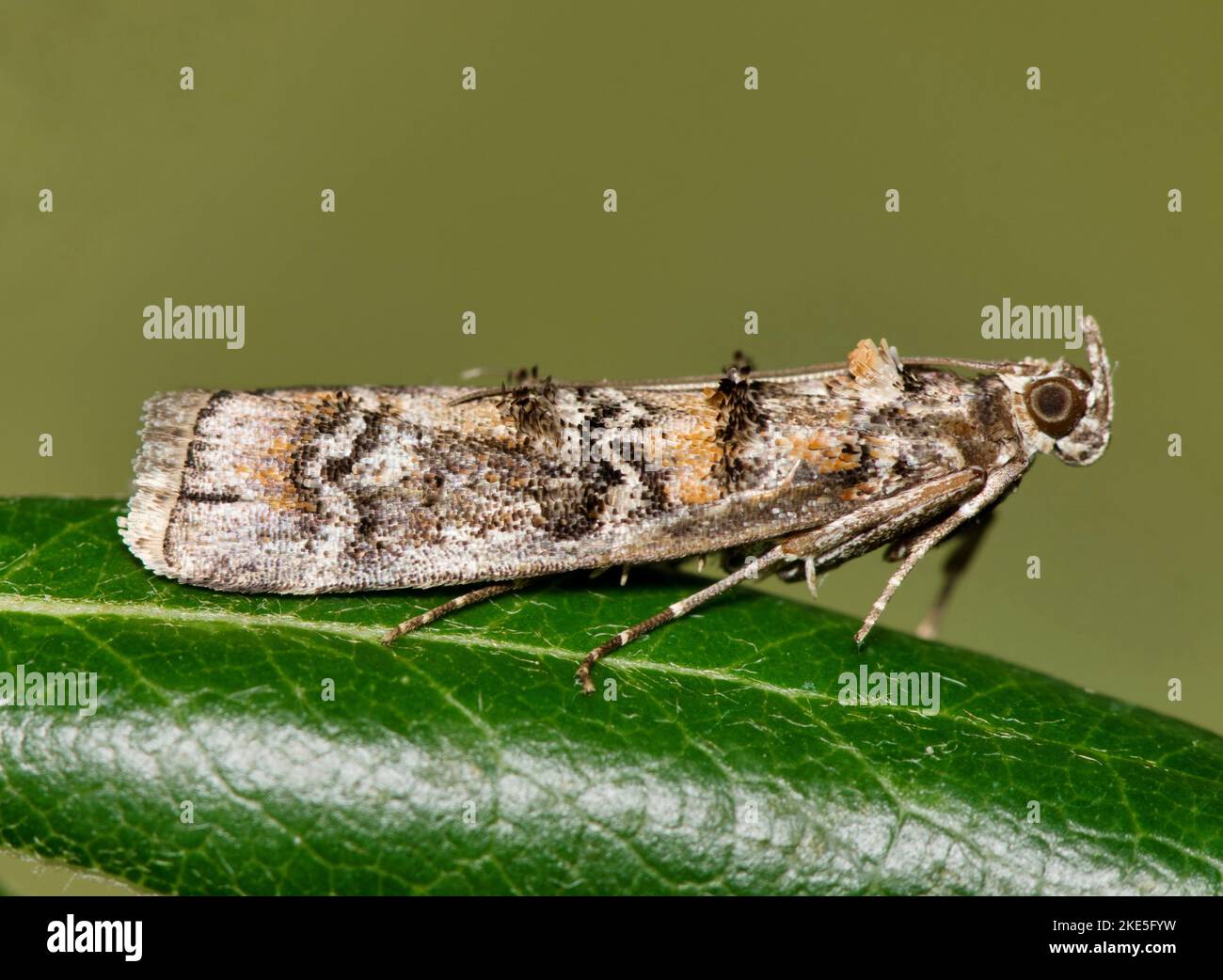 Southern pineconeworm moth hi-res stock photography and images - Alamy