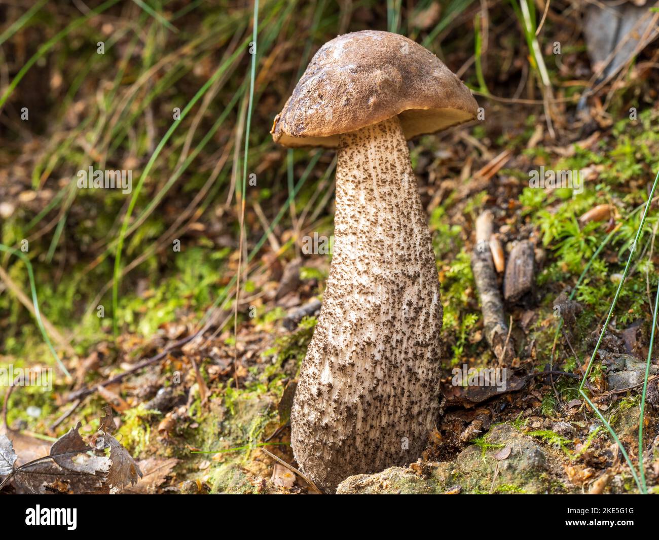 Birch Bolete in Woodland Stock Photo - Alamy