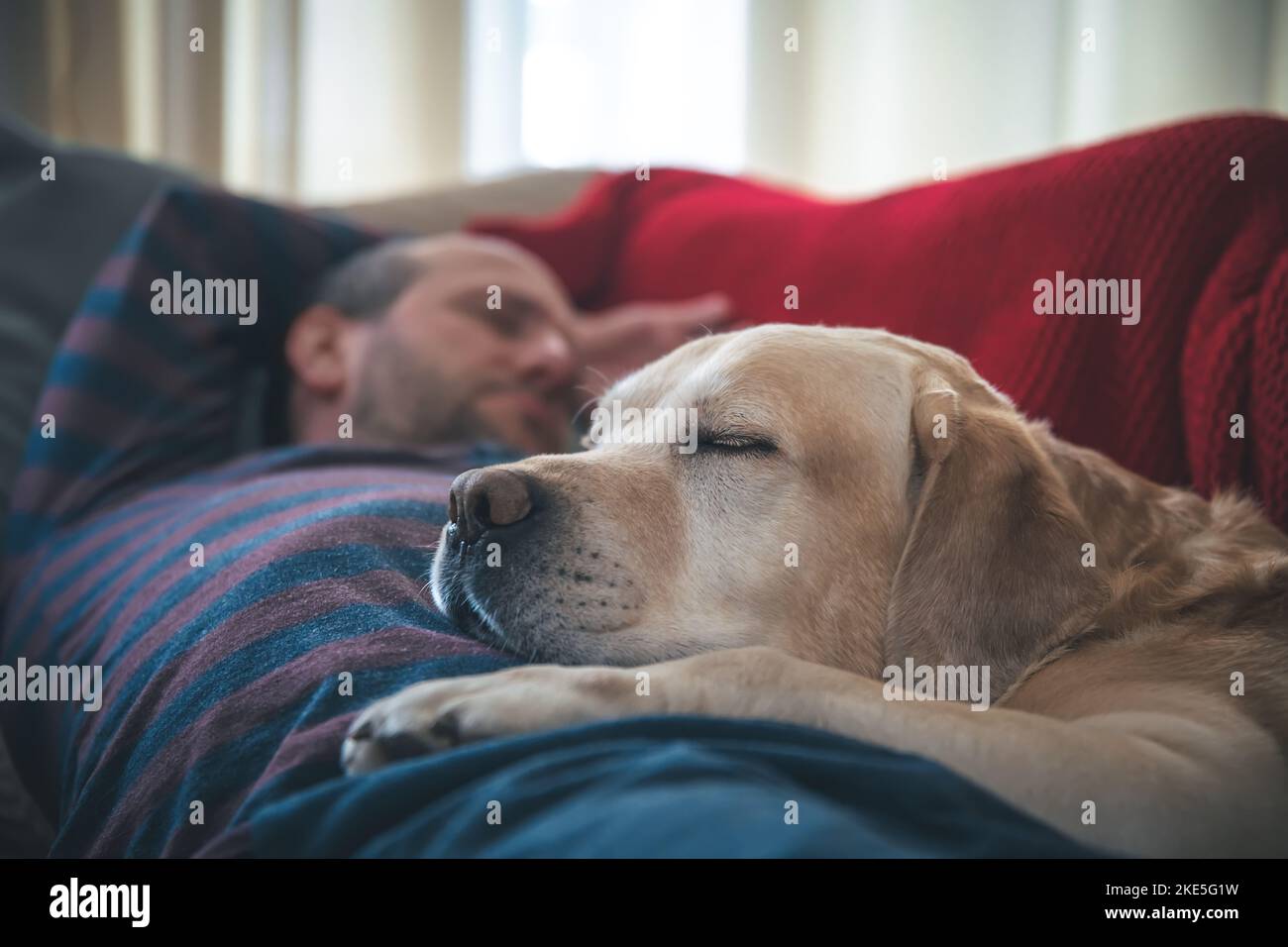 Labrador sleep tongue hi-res stock photography and images - Alamy