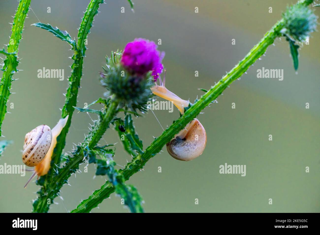 A closeup shot of small snails crawling on a purple thistle flower ...