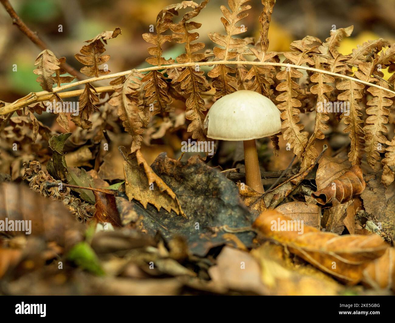 Bracken fungi hi-res stock photography and images - Alamy