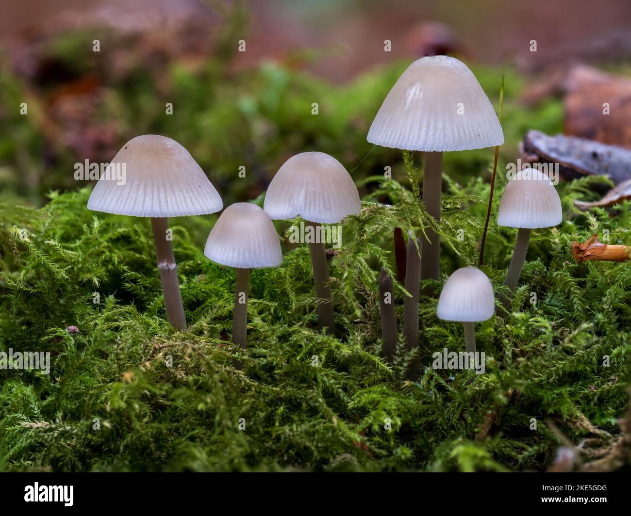 Angel's Bonnet Fungi in Moss Stock Photo - Alamy