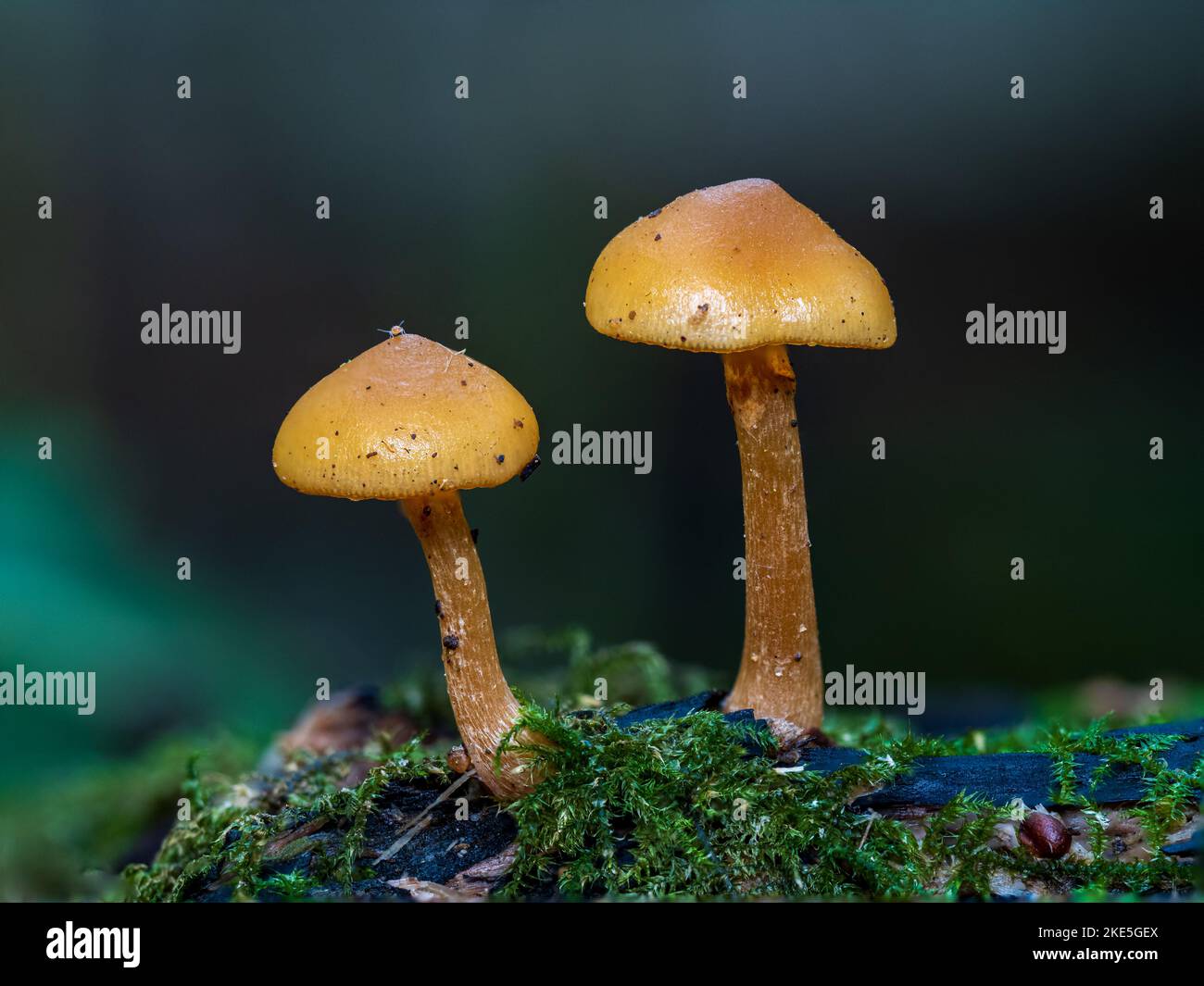 Orange Fungi in Moss Stock Photo - Alamy