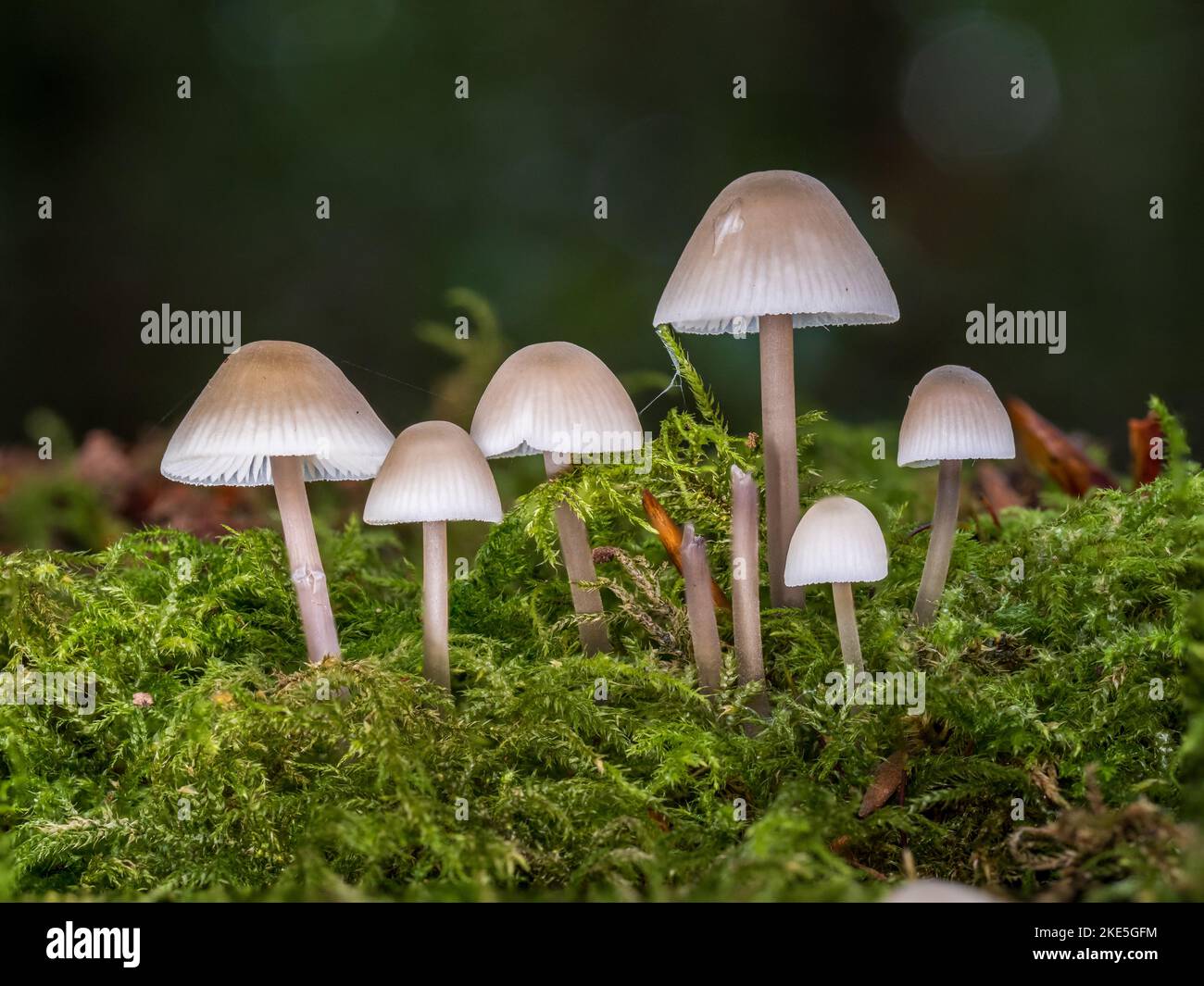 Angel's Bonnet Fungi in Moss Stock Photo - Alamy