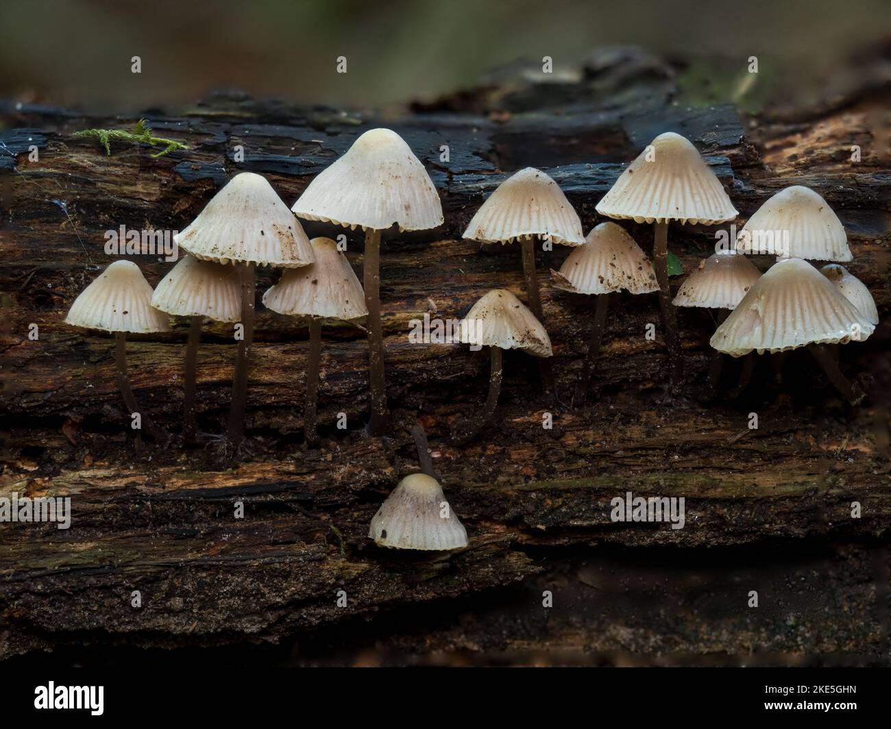 Late season bonnet mycena arcangeliana hi-res stock photography and ...