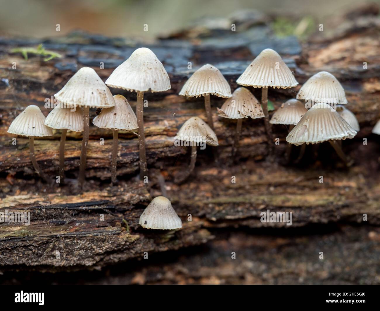 Angel's Bonnet Fungi on Dead Wood Stock Photo - Alamy