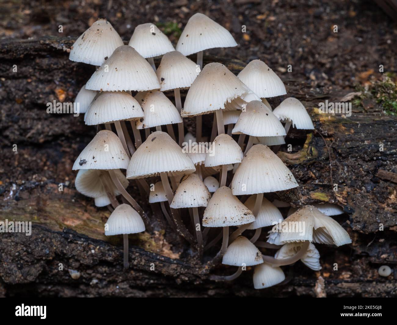 Angels bonnet hi-res stock photography and images - Alamy