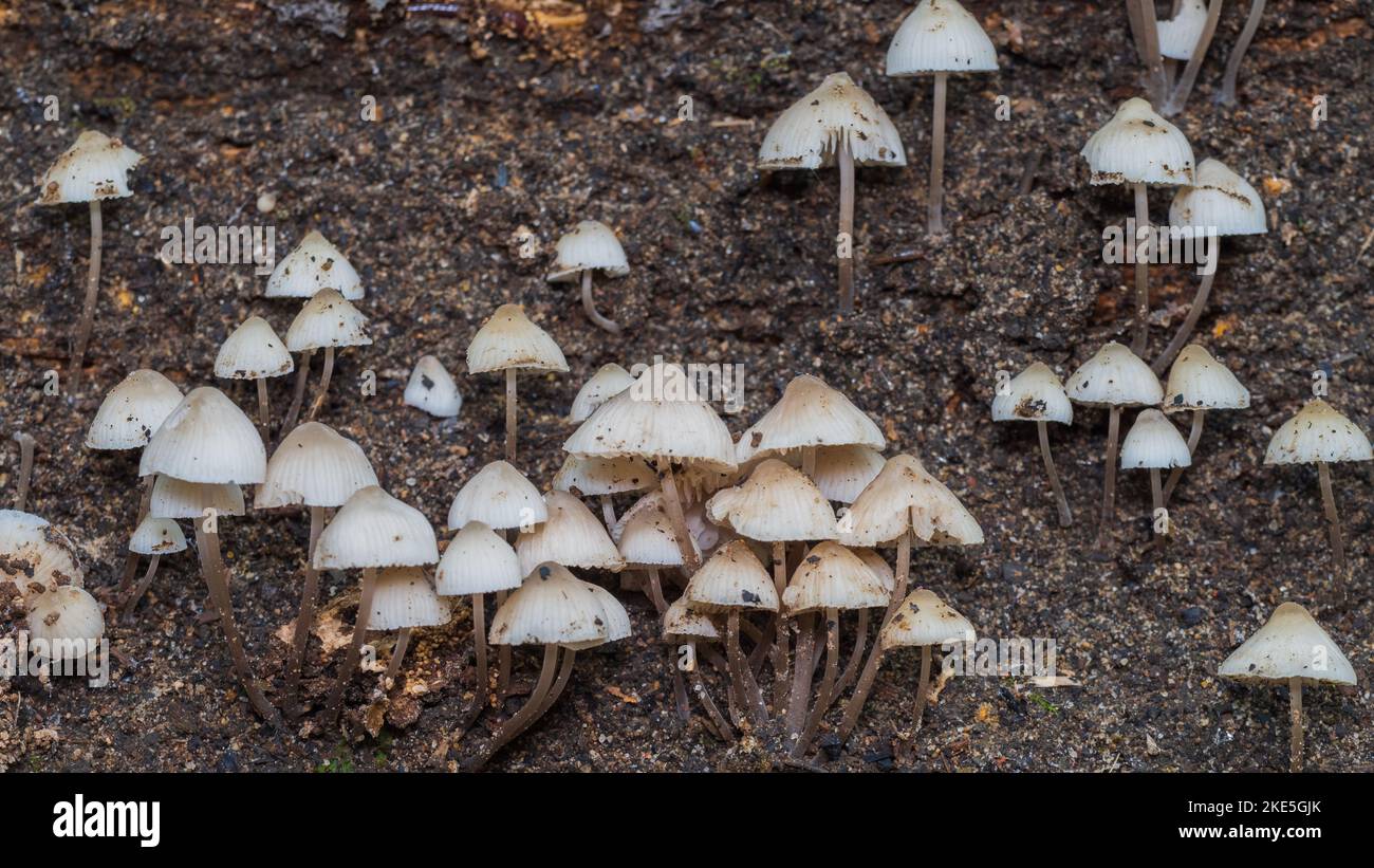Angels bonnet hi-res stock photography and images - Alamy