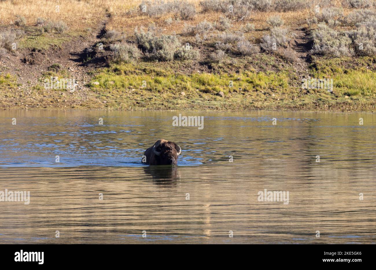 Bison Crossing the Yellowstone River in Fall in Yellowstone National ...