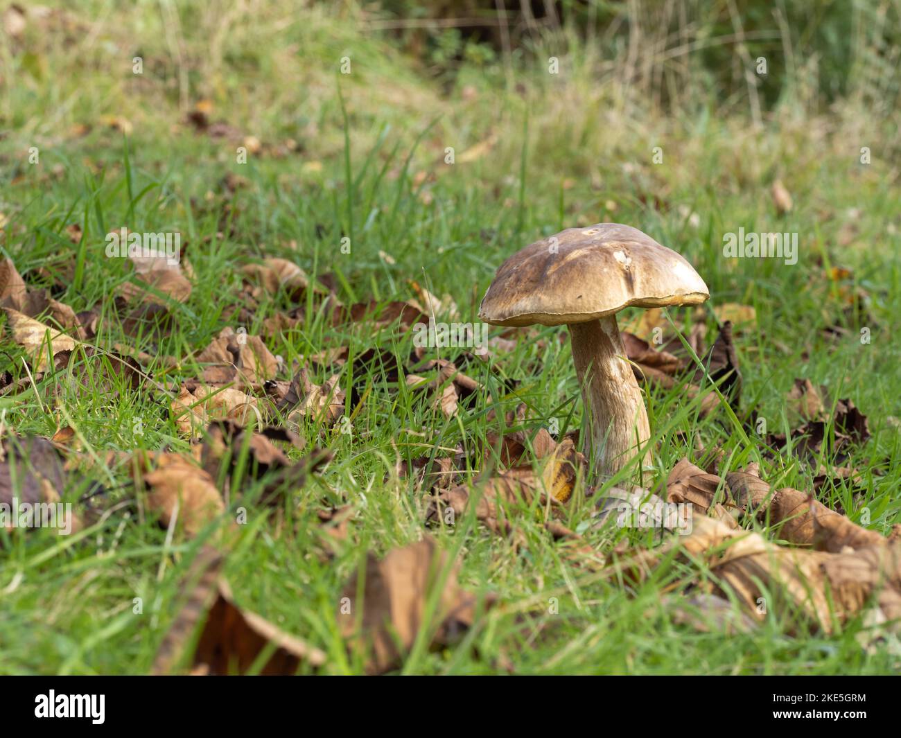 Brown Bolete Fungi in Grass Stock Photo - Alamy
