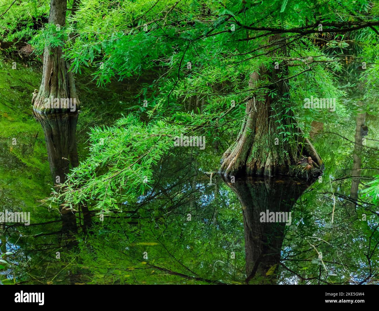 autumn forest with colorful leaves in nature Stock Photo - Alamy