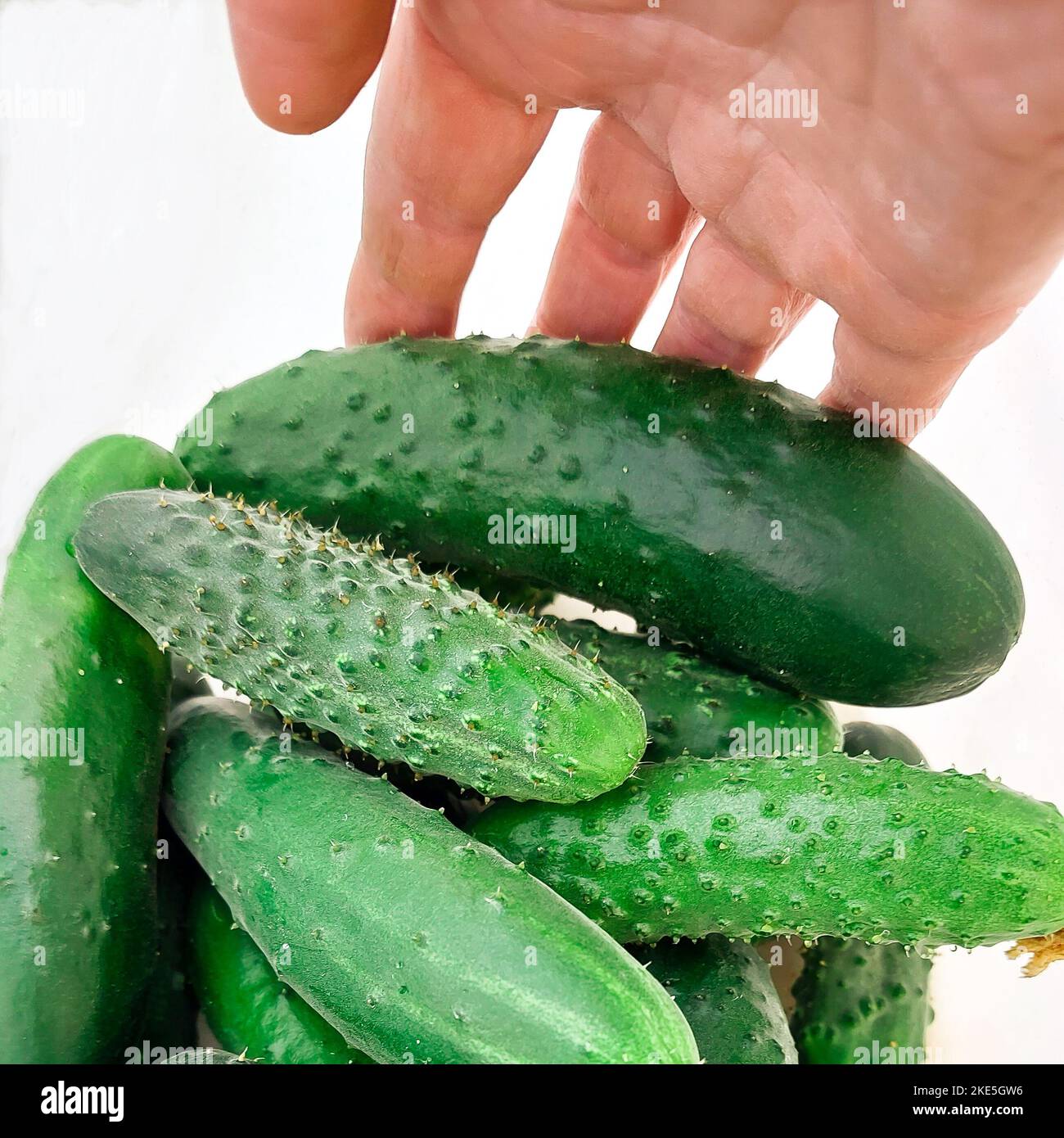 A harvest of fresh juicy green cucumbers lies on a white table Stock ...