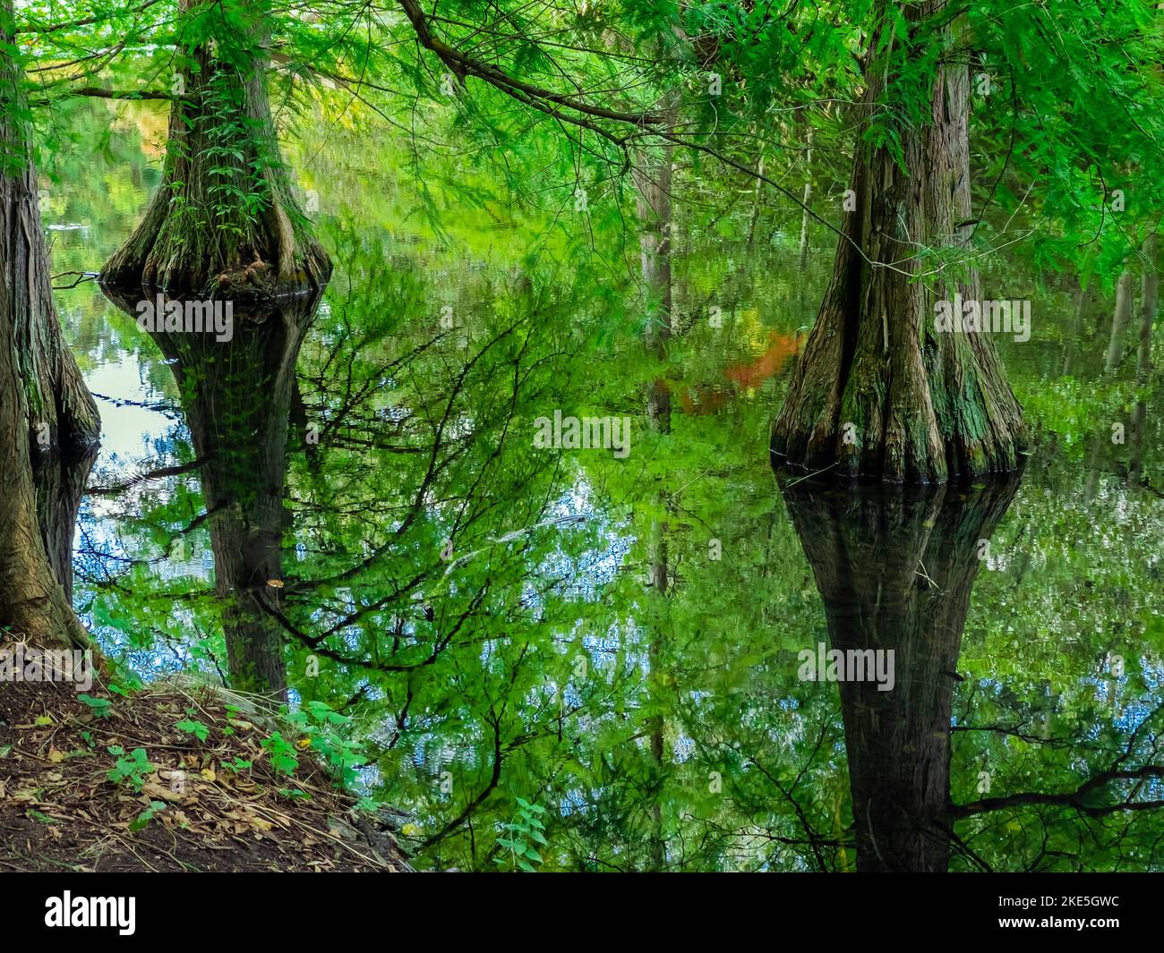 autumn forest with colorful leaves in nature Stock Photo - Alamy