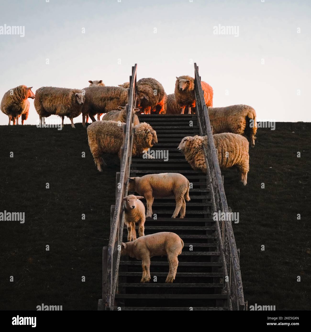 A closeup shot of white sheep grazing in the field Stock Photo - Alamy
