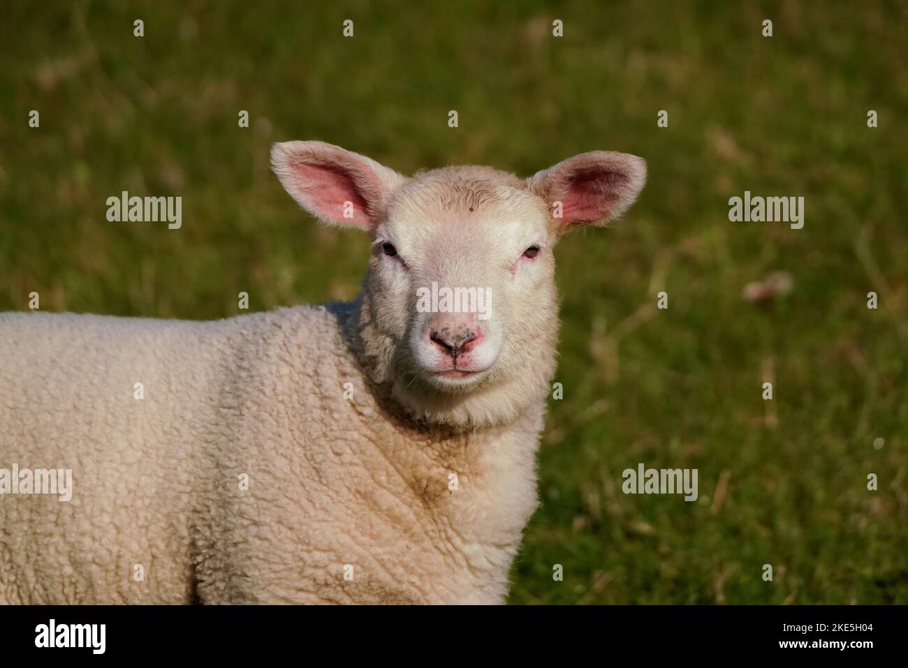 A closeup shot of white sheep grazing in the field Stock Photo - Alamy