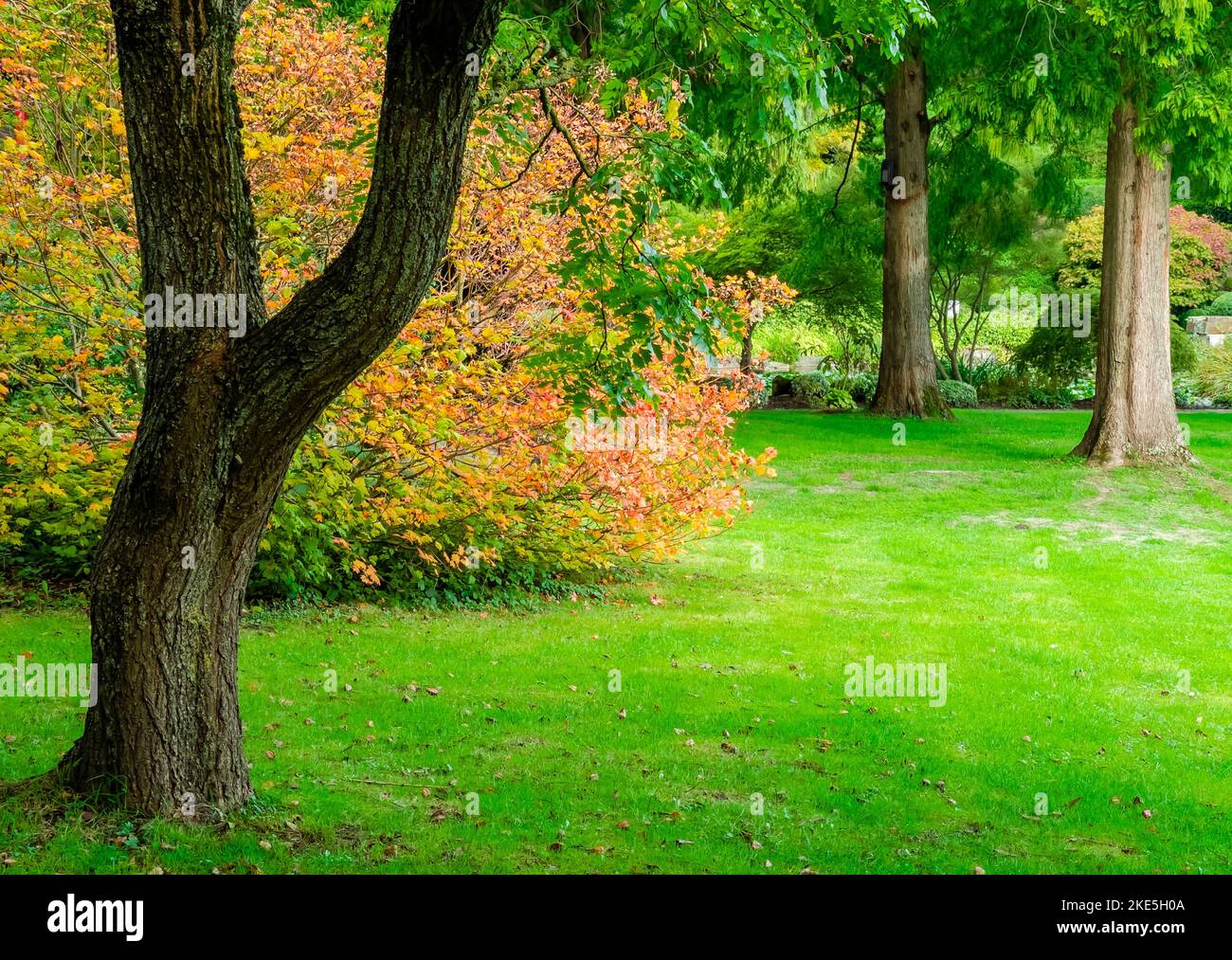 autumn forest with colorful leaves in nature Stock Photo - Alamy