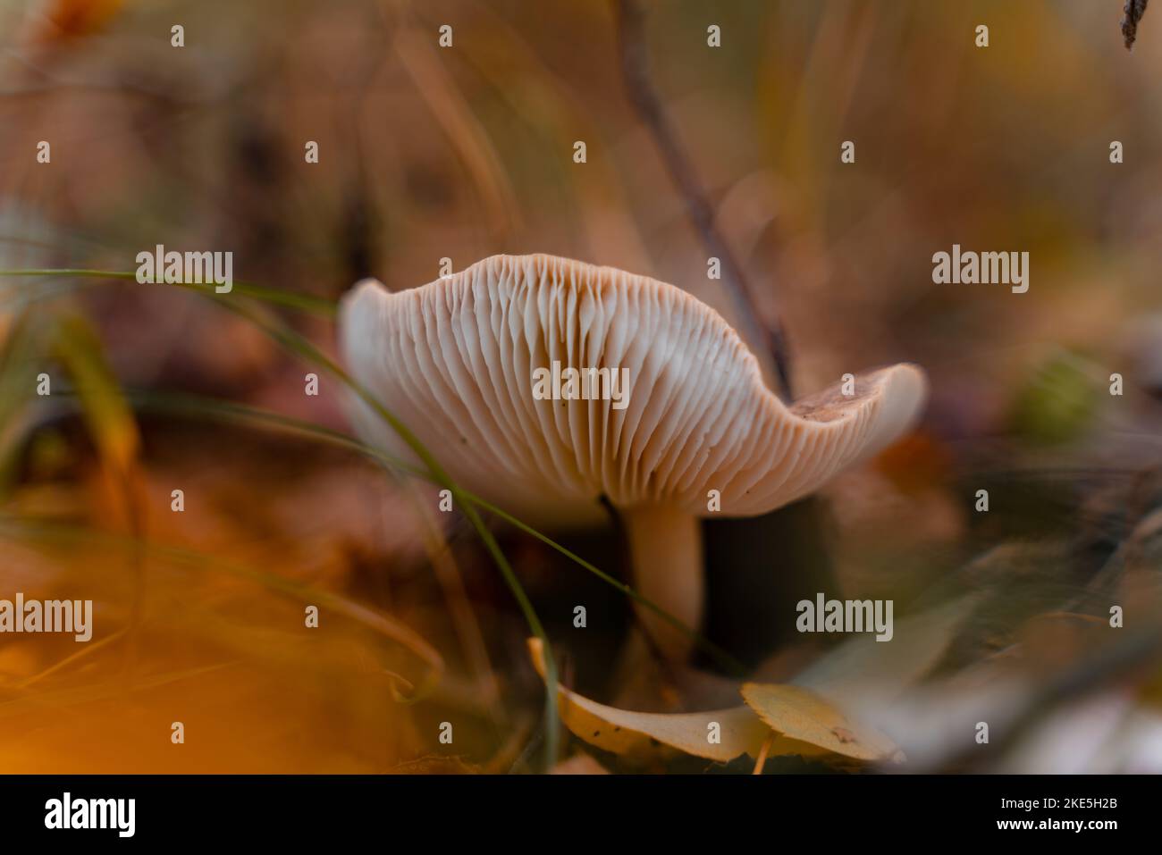 A closeup shot of a small mushroom growing in a forest in autumn on a ...