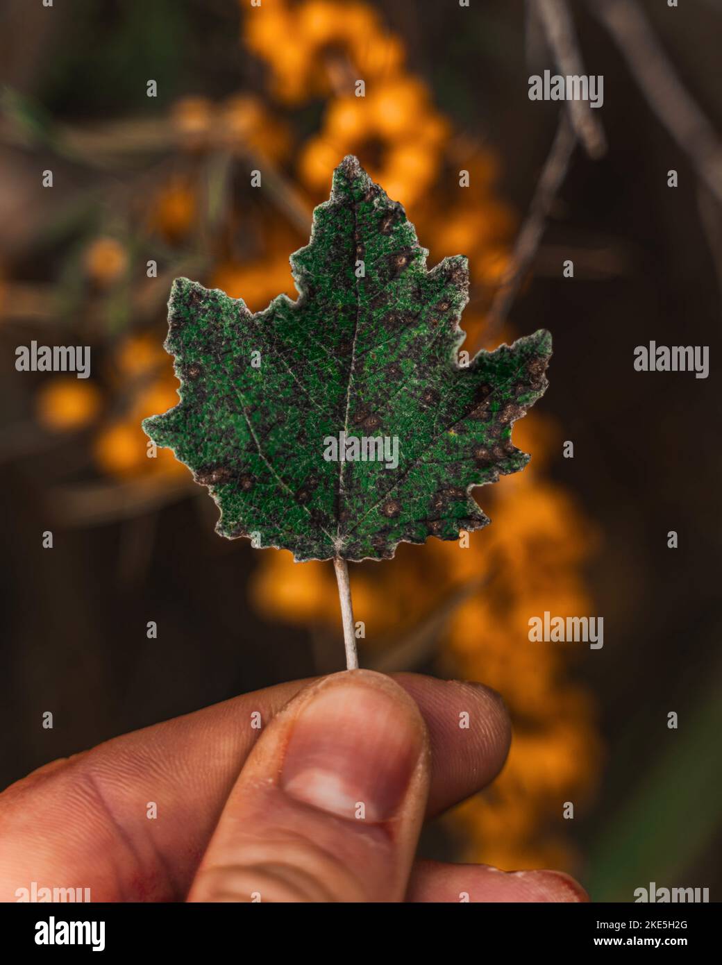 A vertical shot of a man holding a green leaf in daylight in a blurred ...