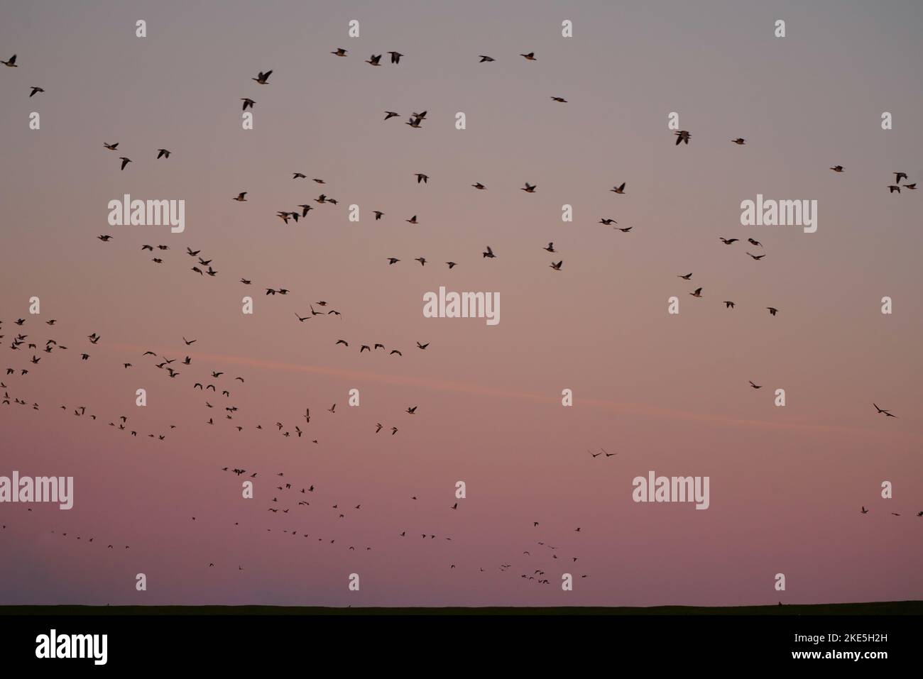 A closeup shot of beautiful birds flying in the sky at sunset Stock ...
