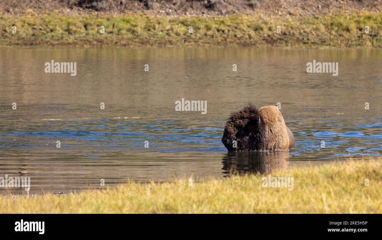 Bison Crossing the Yellowstone River in Fall in Yellowstone National ...