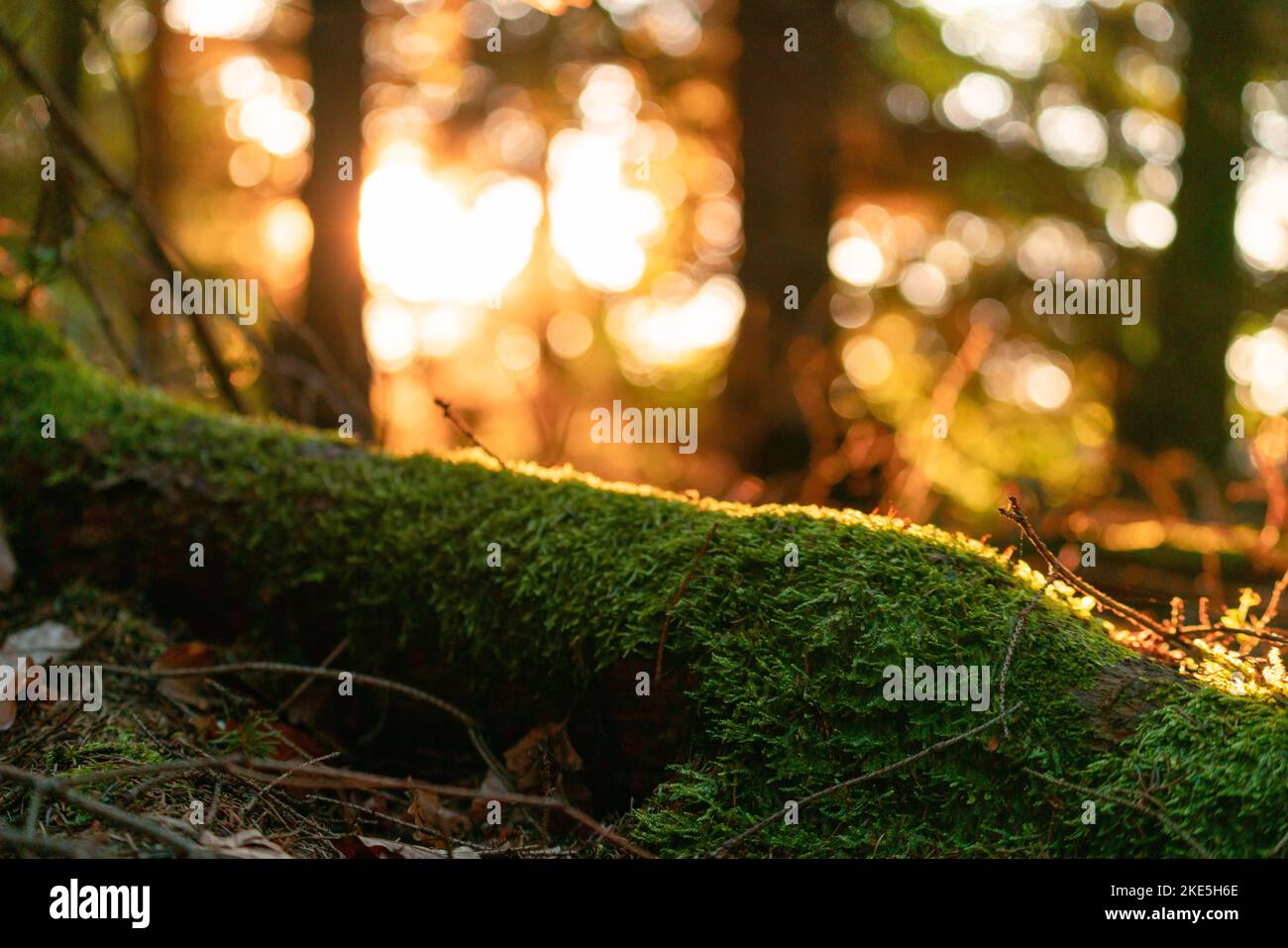 A closeup view of wooden thick roots of a tree covered in green moss in ...
