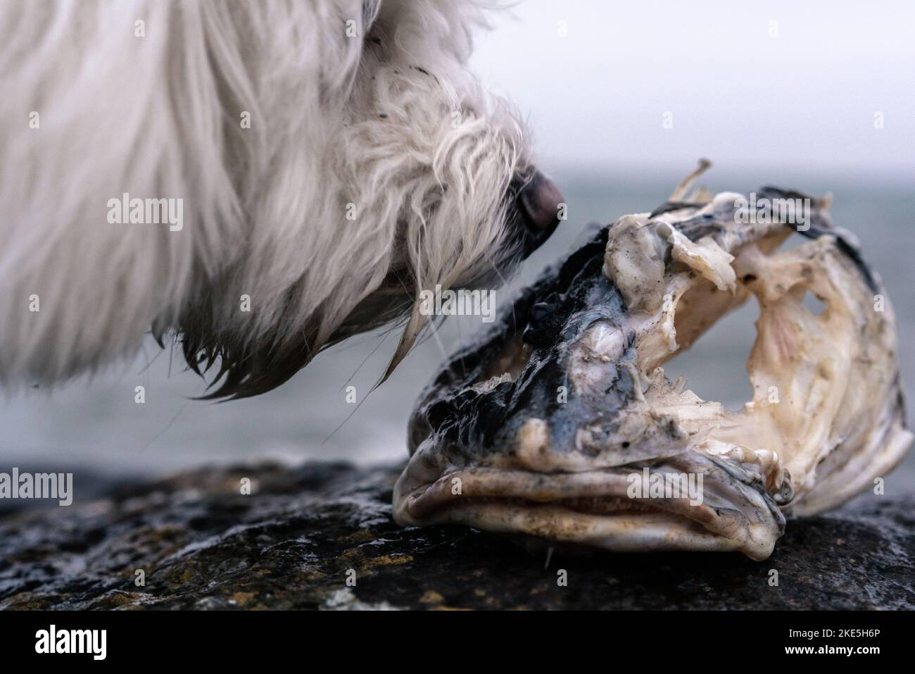 A closeup shot of a dog sniffing an old dead fish on the ground in ...
