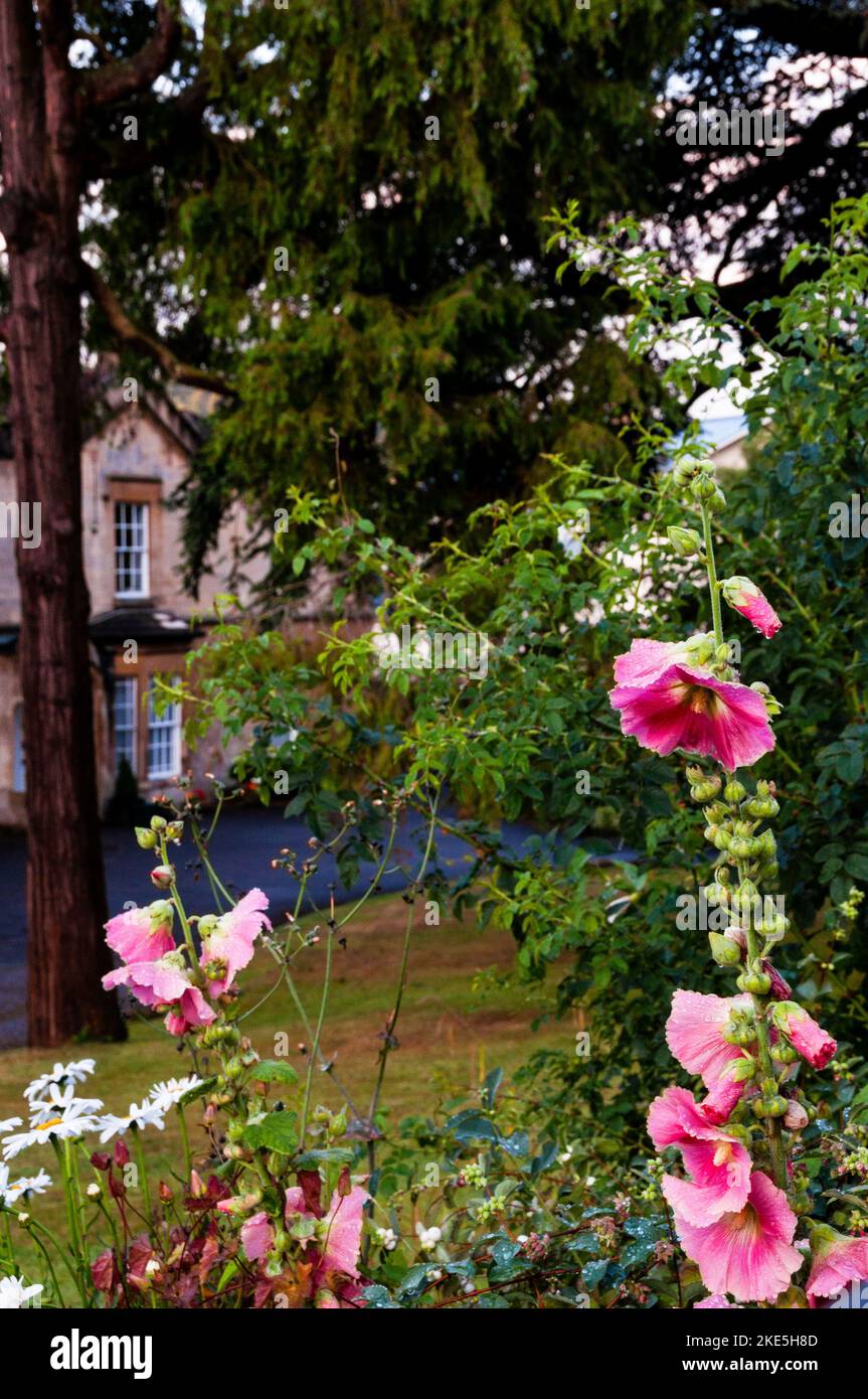 Hollyhock, ancient pines and honey color stone in Bath, England Stock ...