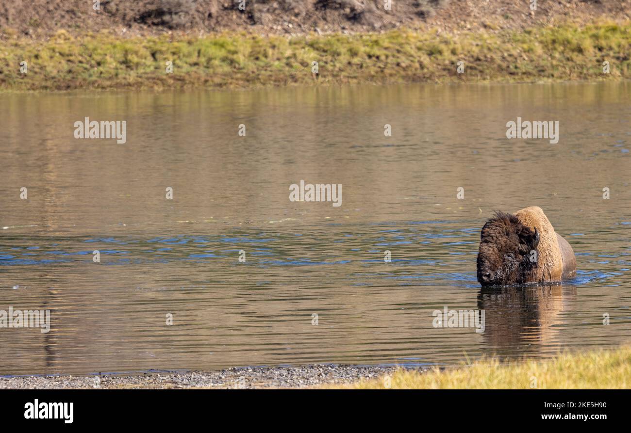 Bison Crossing the Yellowstone River in Fall in Yellowstone National ...