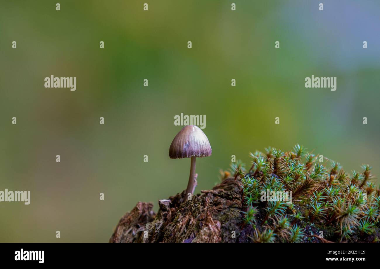 A close-up of a Mycena purpureofusca mushroom, isolated Stock Photo - Alamy