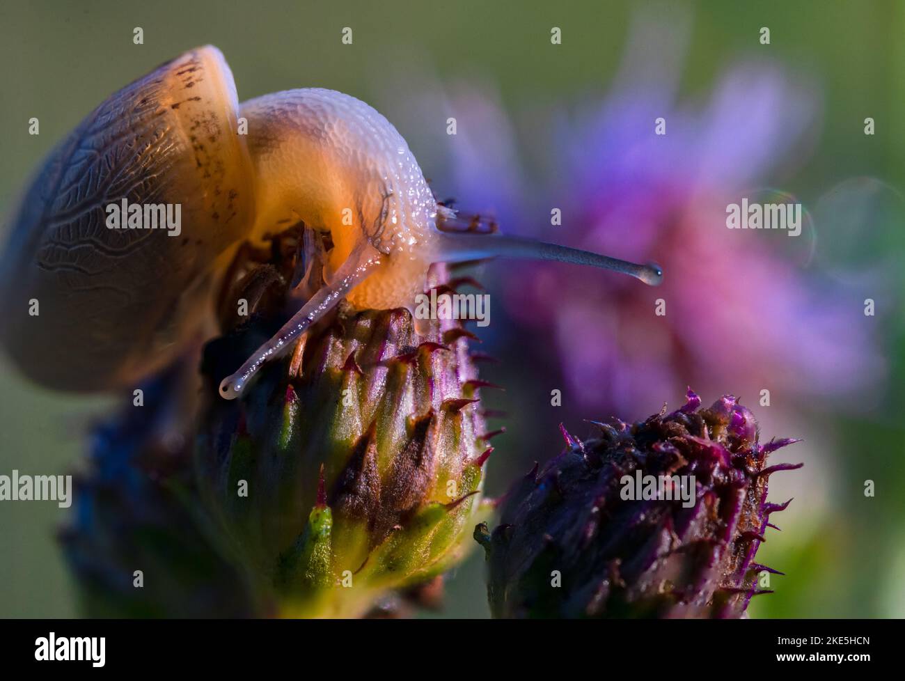 Translucent purple hi-res stock photography and images - Alamy
