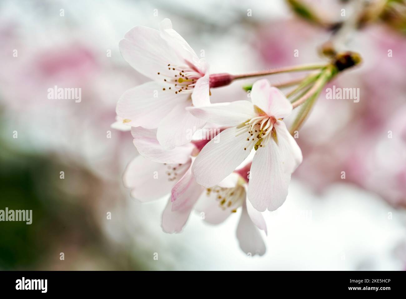 Cherry trees new zealand hi-res stock photography and images - Alamy