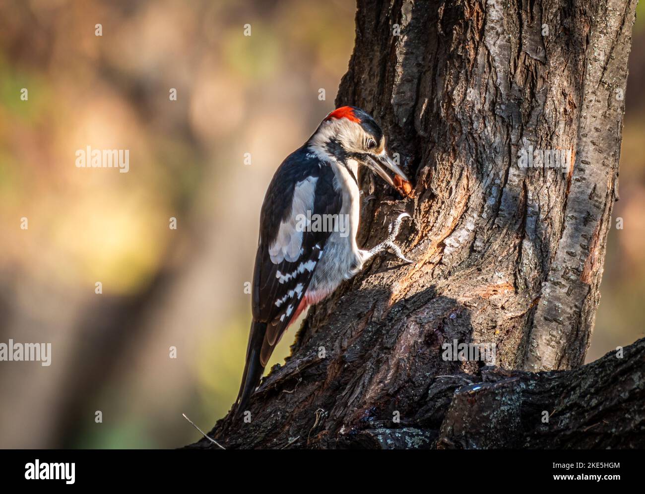 Colorful woodpecker sitting on tree hi-res stock photography and images ...