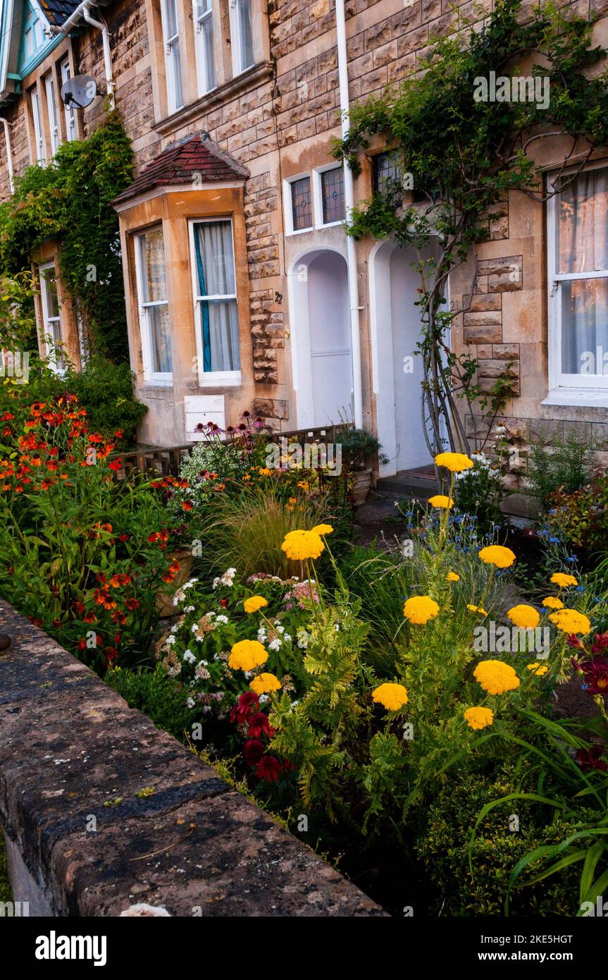 Archillea filipendulina hi-res stock photography and images - Alamy