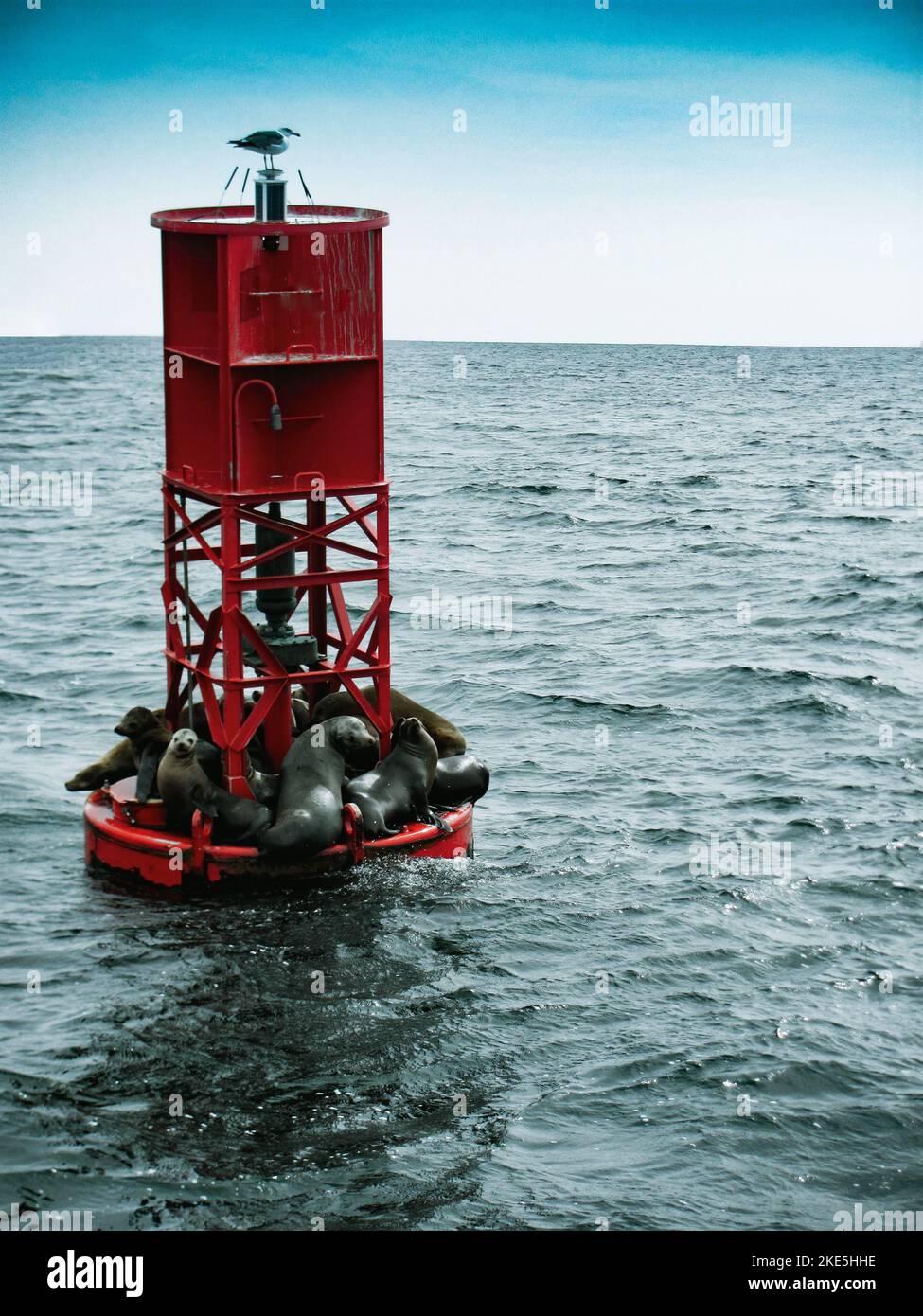 A vertical shot of the cute sea lions on the red ocean buoy in the ...