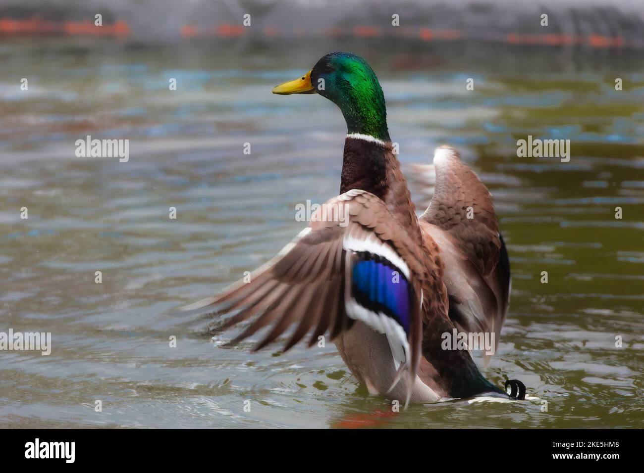 A closeup shot of a duck in the pond Stock Photo - Alamy