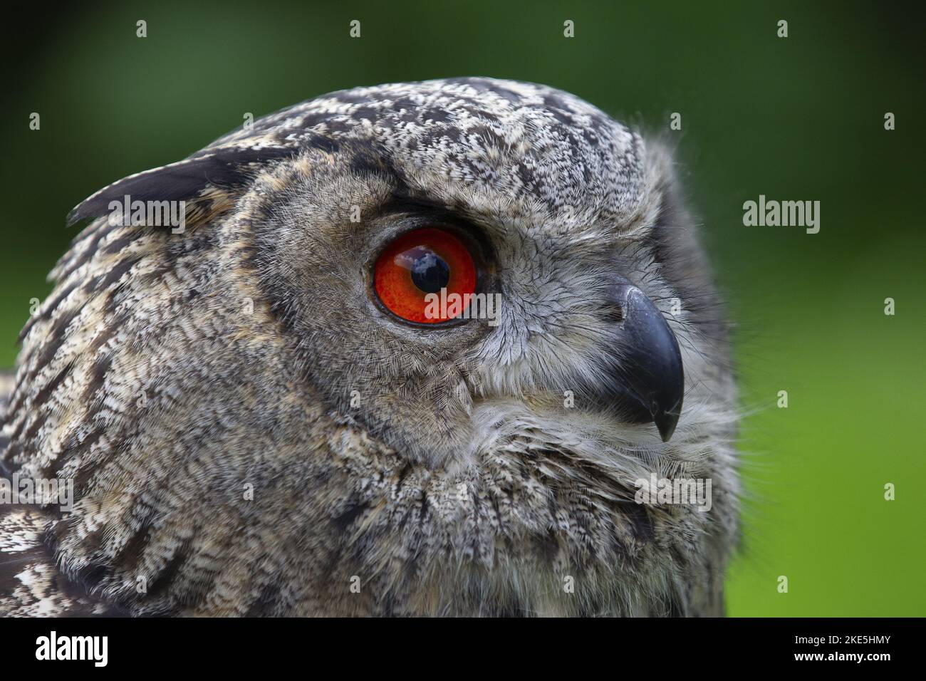 Eurasian eagle owl Stock Photo - Alamy