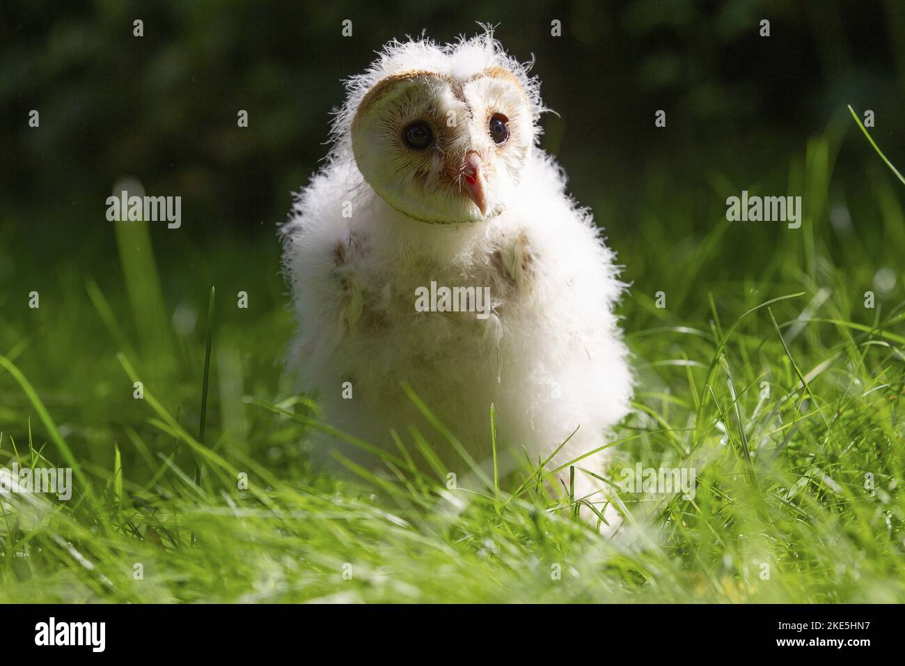 barn owl chick Stock Photo - Alamy