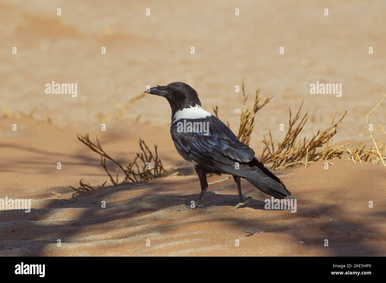Crows shadows hi-res stock photography and images - Alamy