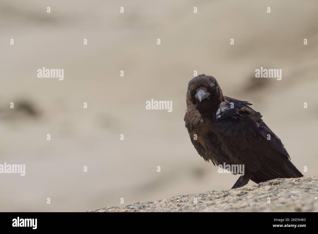 Cape black crow corvus capensis hi-res stock photography and images - Alamy