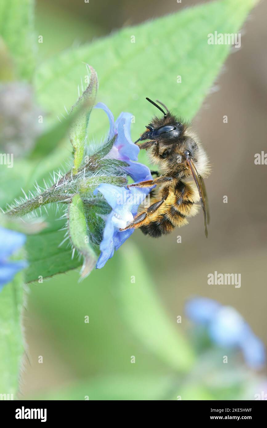 A vertical shot of a bee on a flower Stock Photo - Alamy