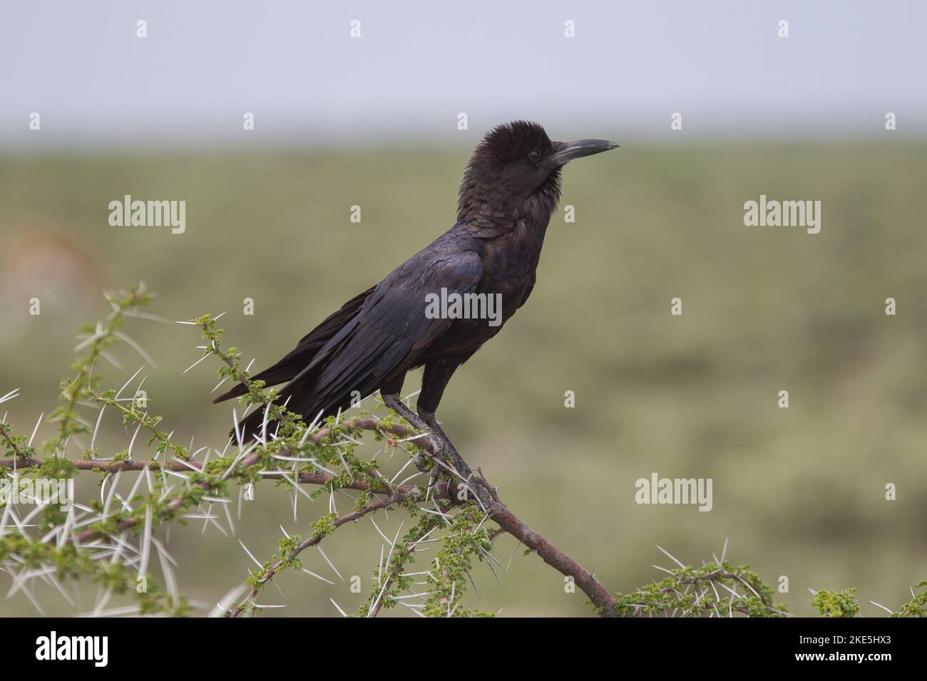 Cape black crow corvus capensis hi-res stock photography and images - Alamy