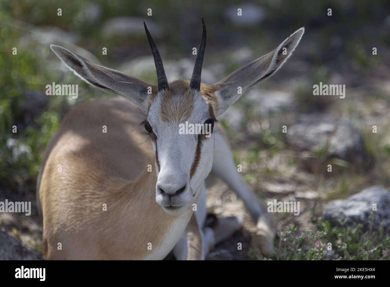 Springbok one horn hi-res stock photography and images - Alamy