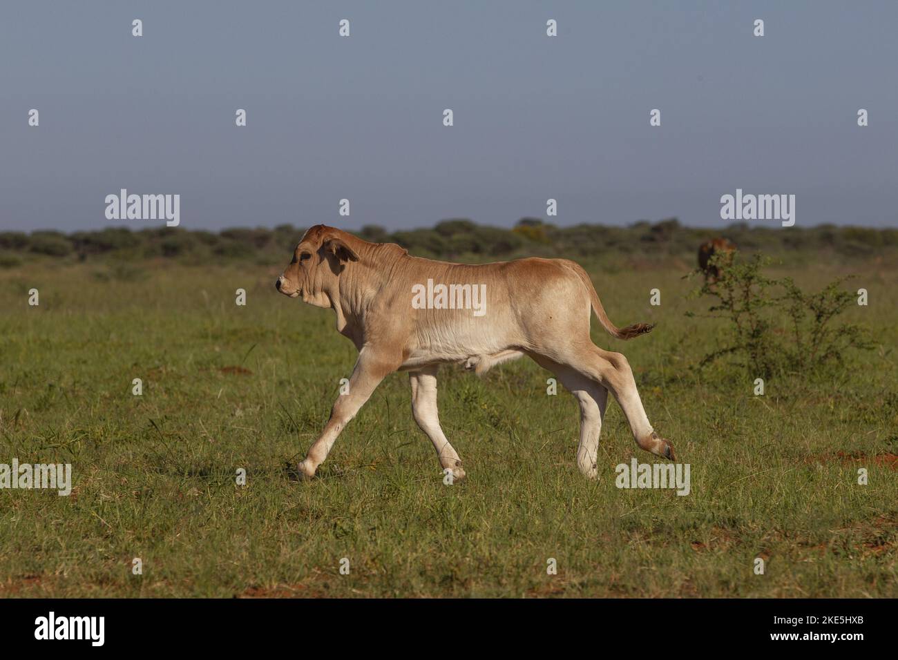 Zebu calf hi-res stock photography and images - Alamy