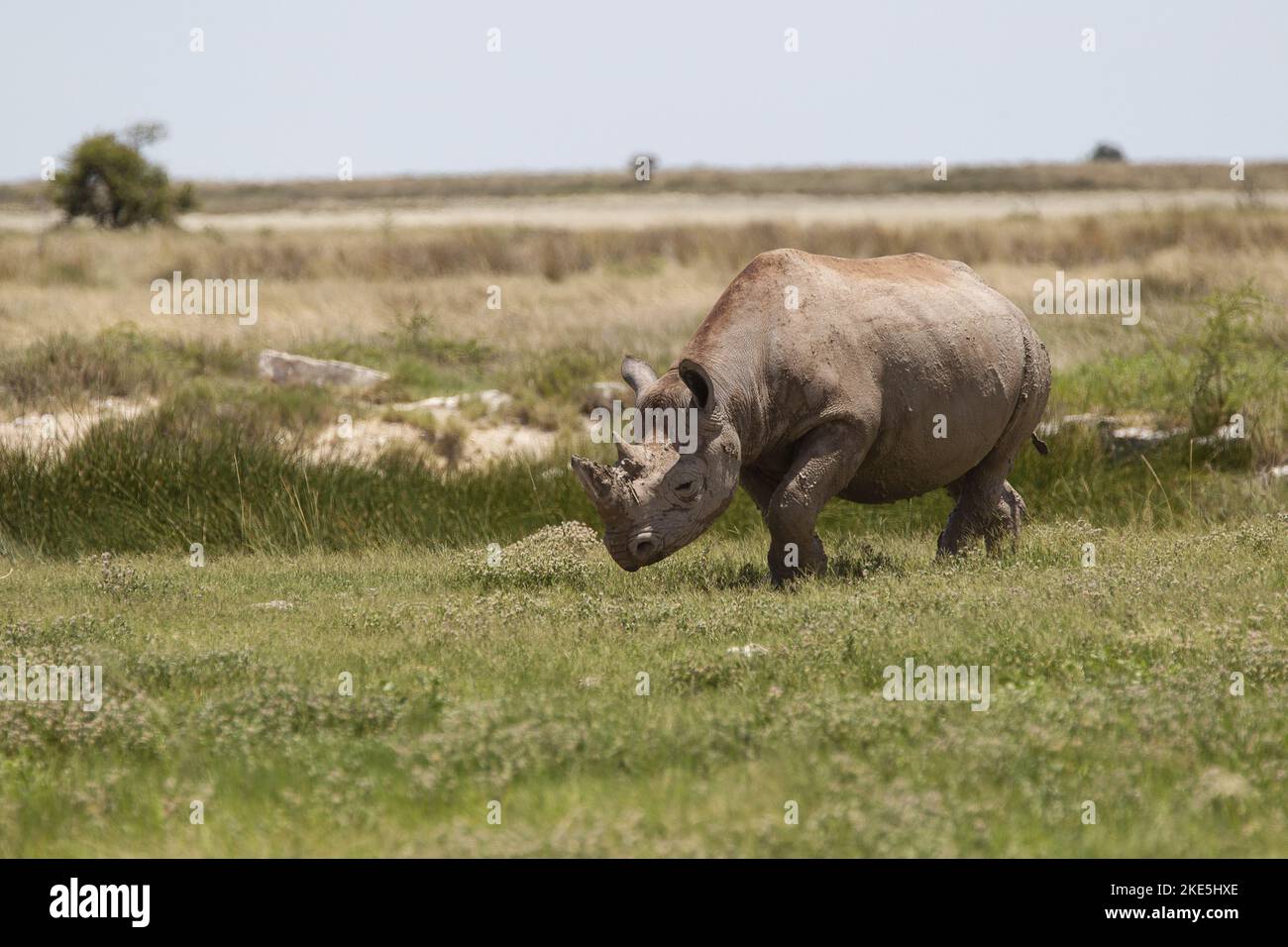 Rhino movement hi-res stock photography and images - Alamy