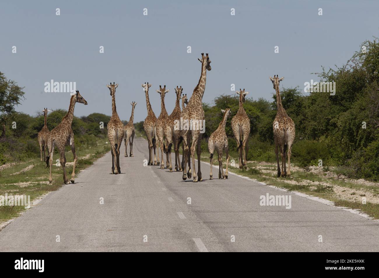 Giraffe backside hi-res stock photography and images - Alamy